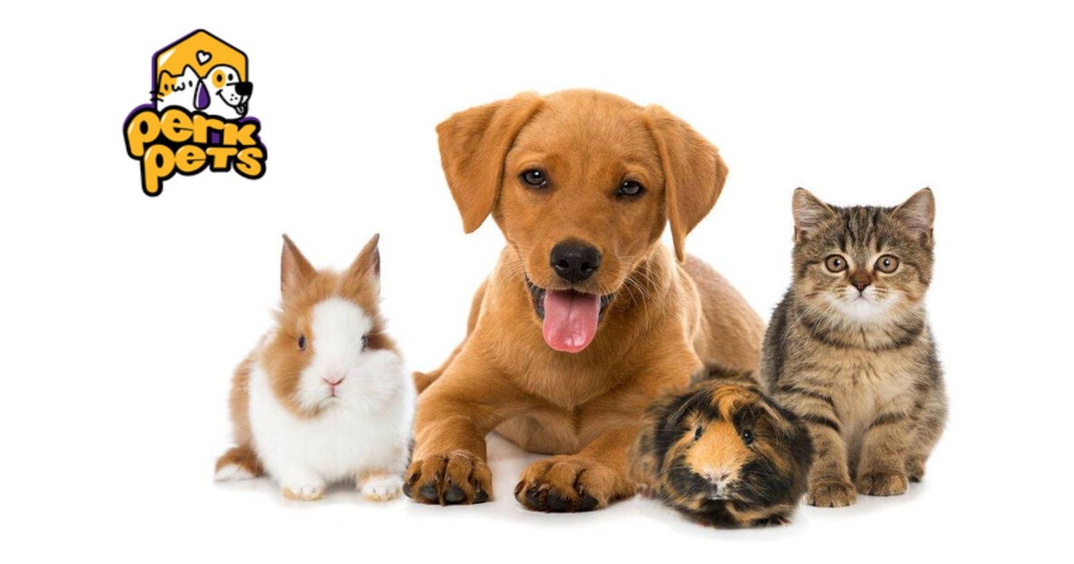 Perk Pets delivery from Silicon Oasis - Order with Deliveroo